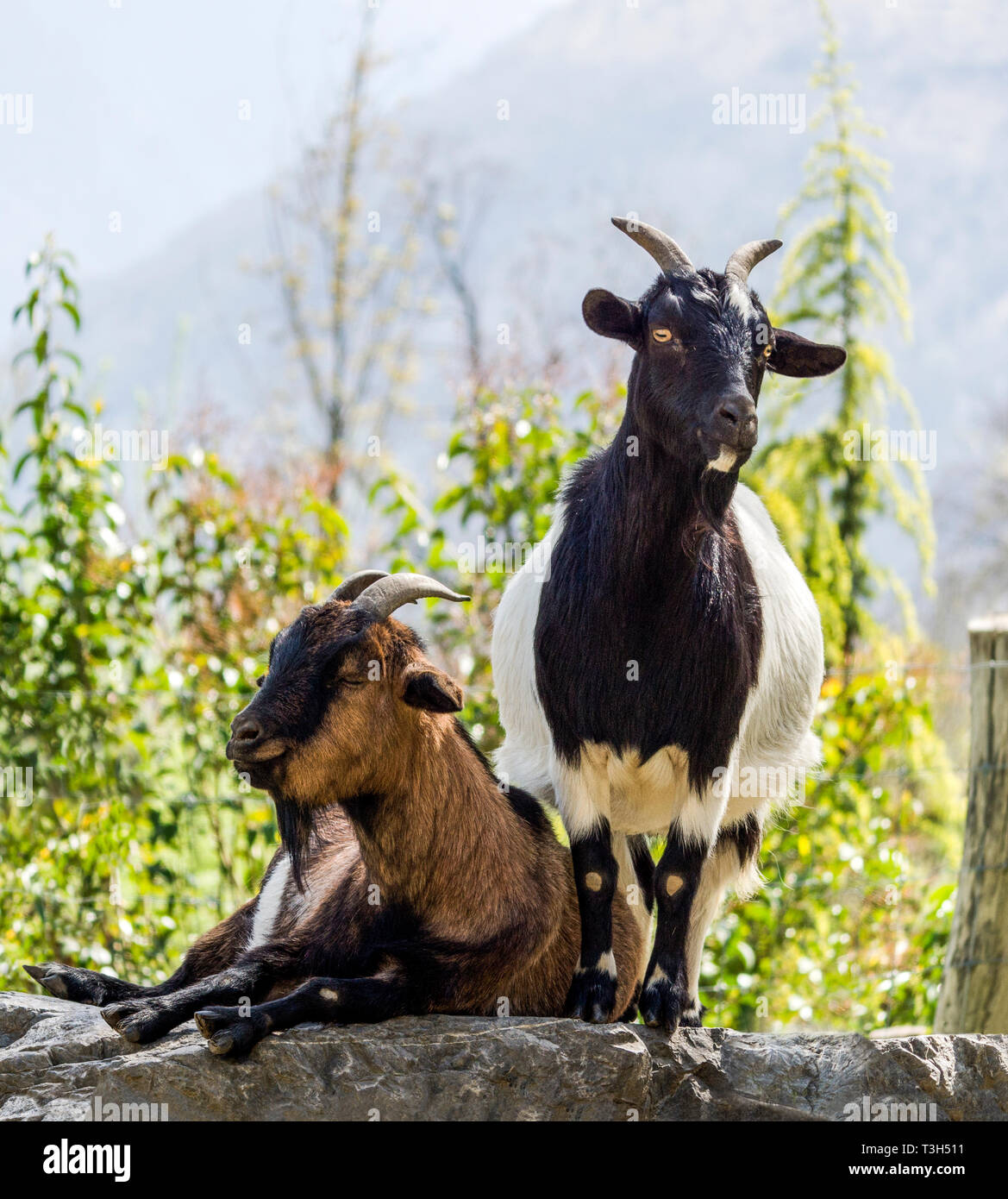 Goat Play Area