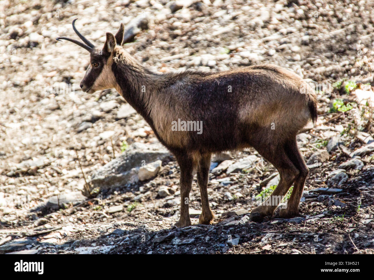 Isard (Rupicapra ornata).Adult on a hillside in the Pyrenees.This ...