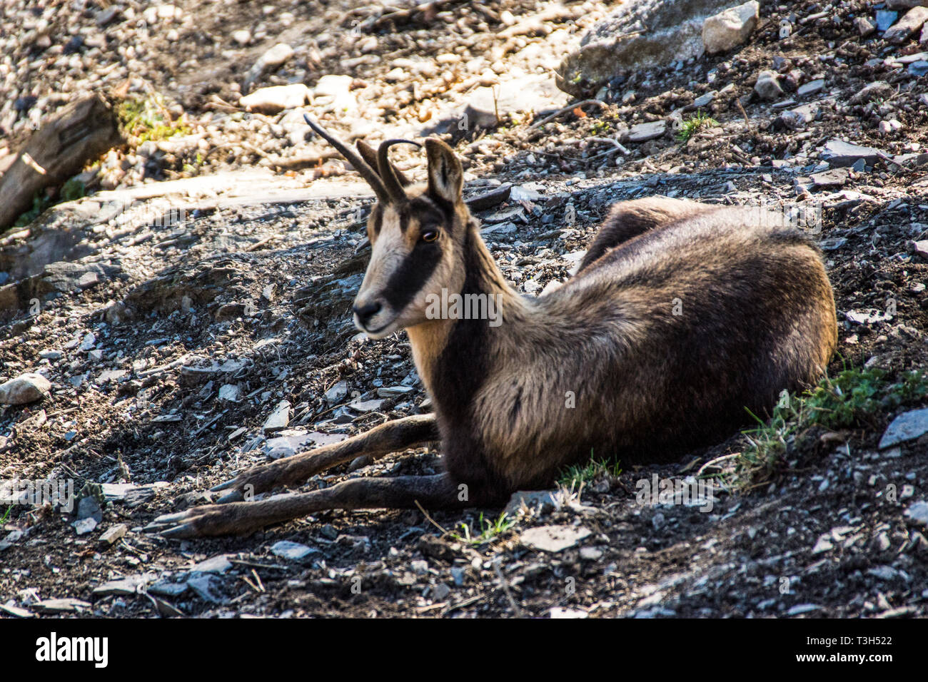 Isard (Rupicapra ornata).Adult on a hillside in the Pyrenees.This ...