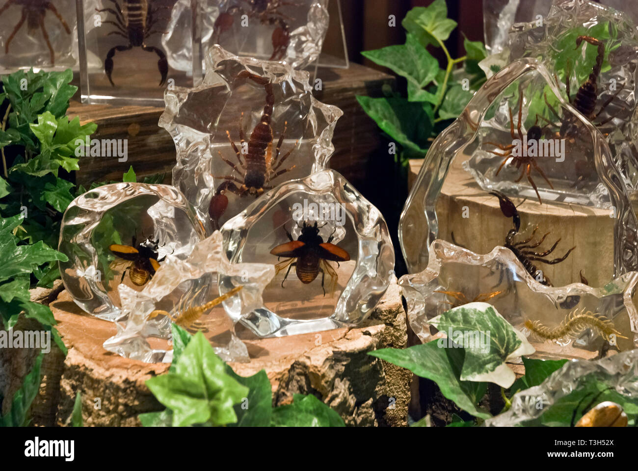 Souvenirs with insects covered in glass at Niagara Falls butterfly ...