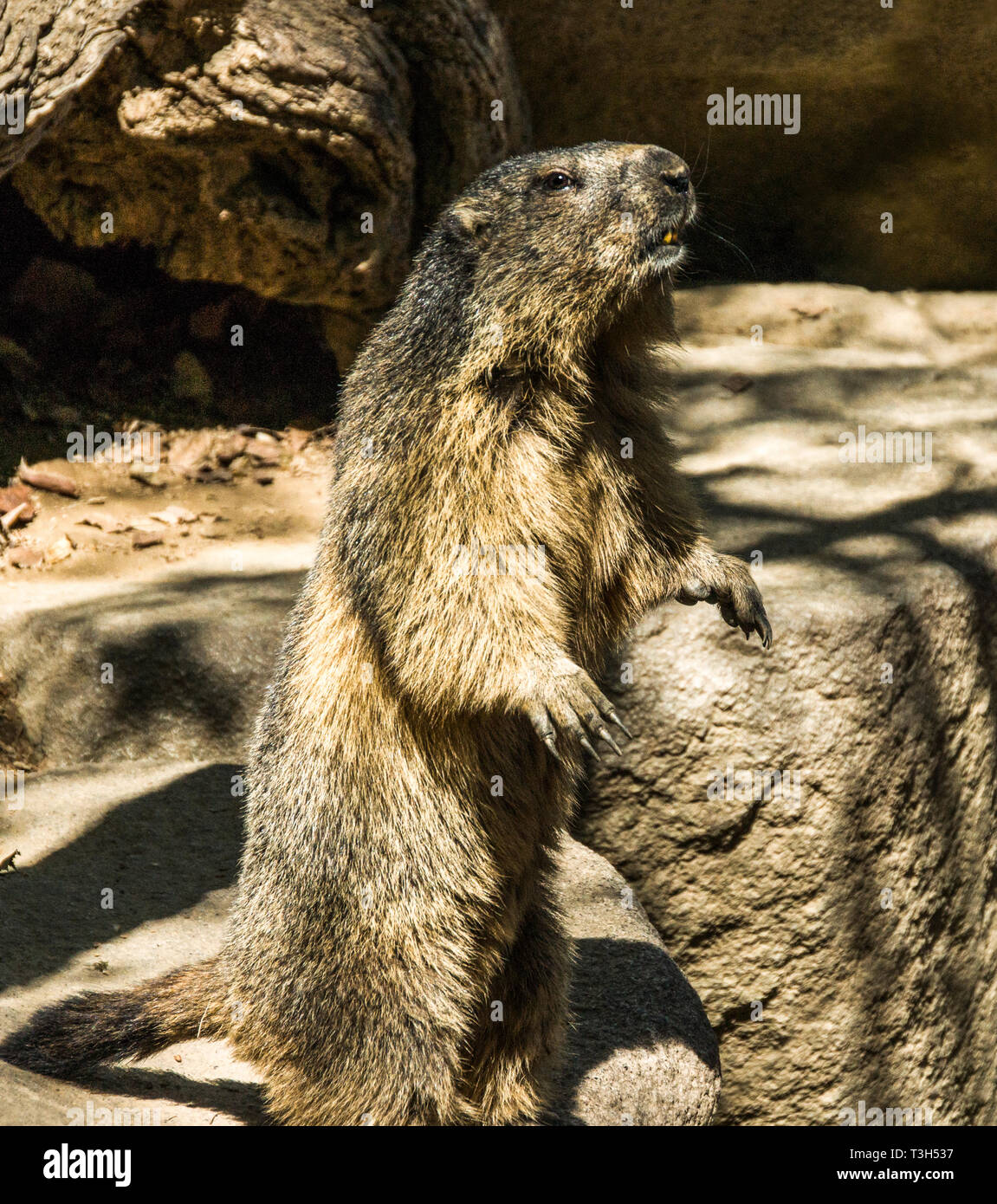 Alpine Marmot (Marmota marmota).Re-introduced into the Pyrenees this ...