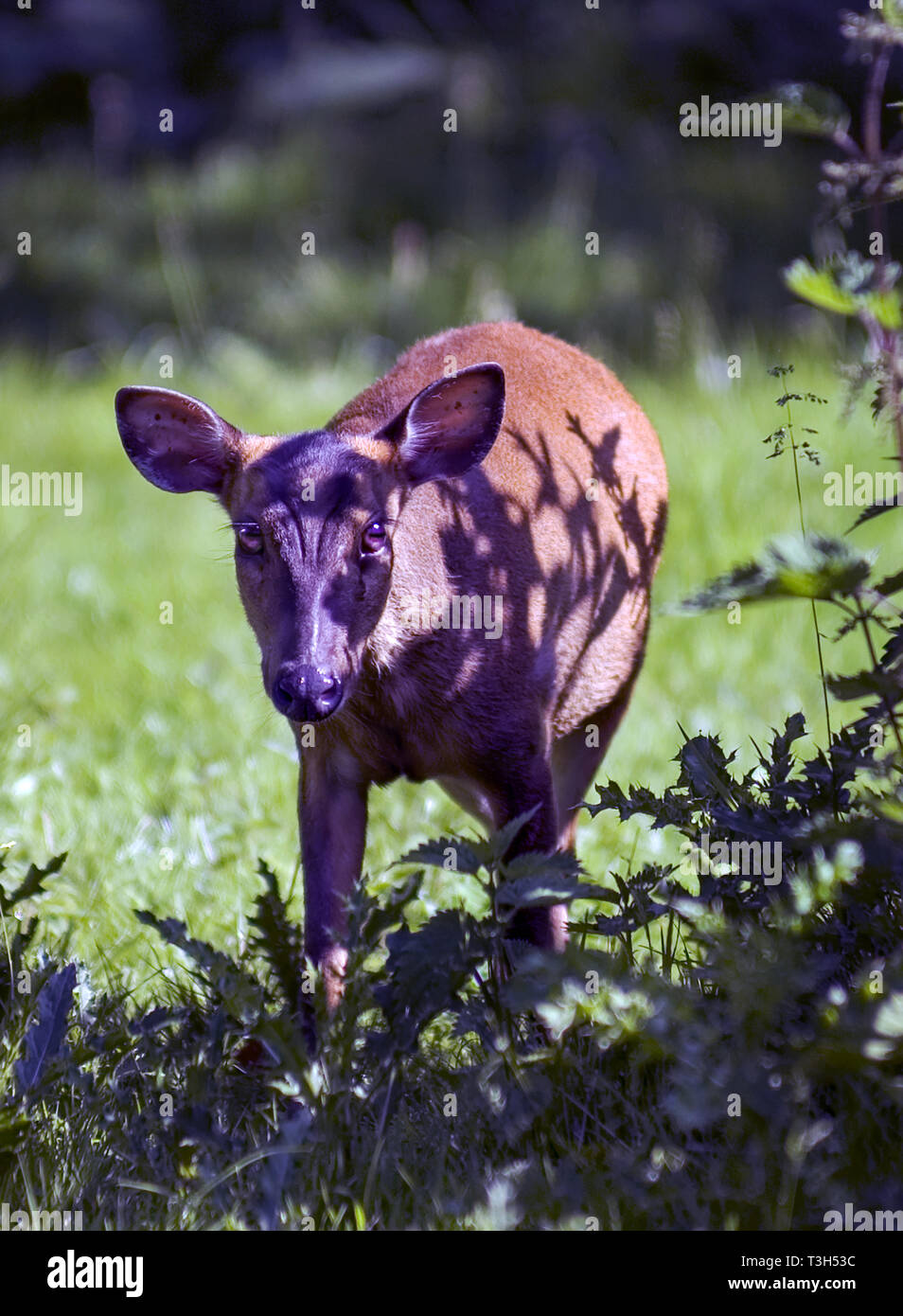 Muntjac Deer (Muntiacus reevesi).Immature feeding in a garden in ...