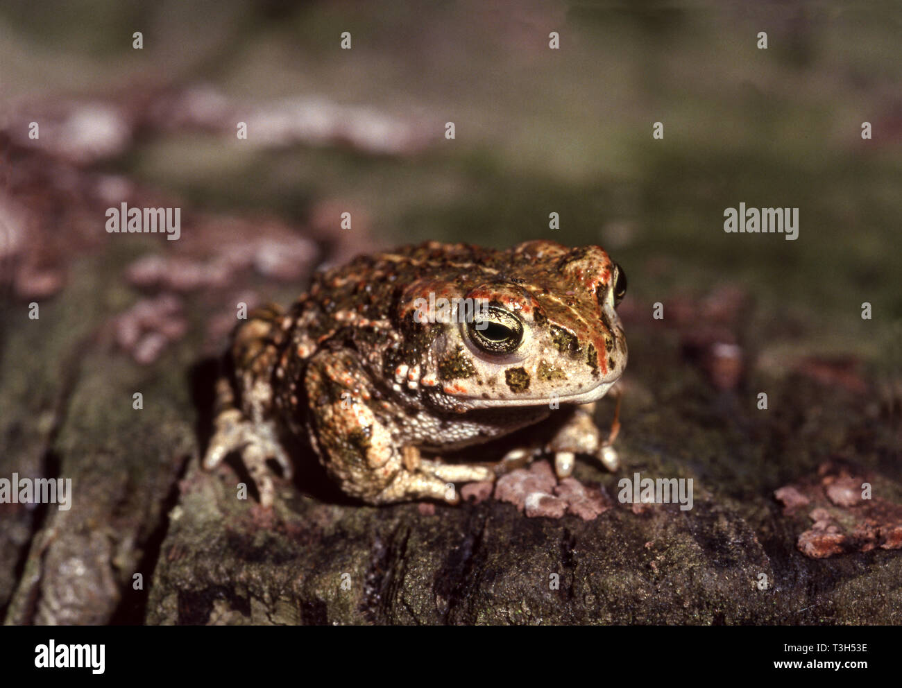 Natterjack toads hi-res stock photography and images - Alamy