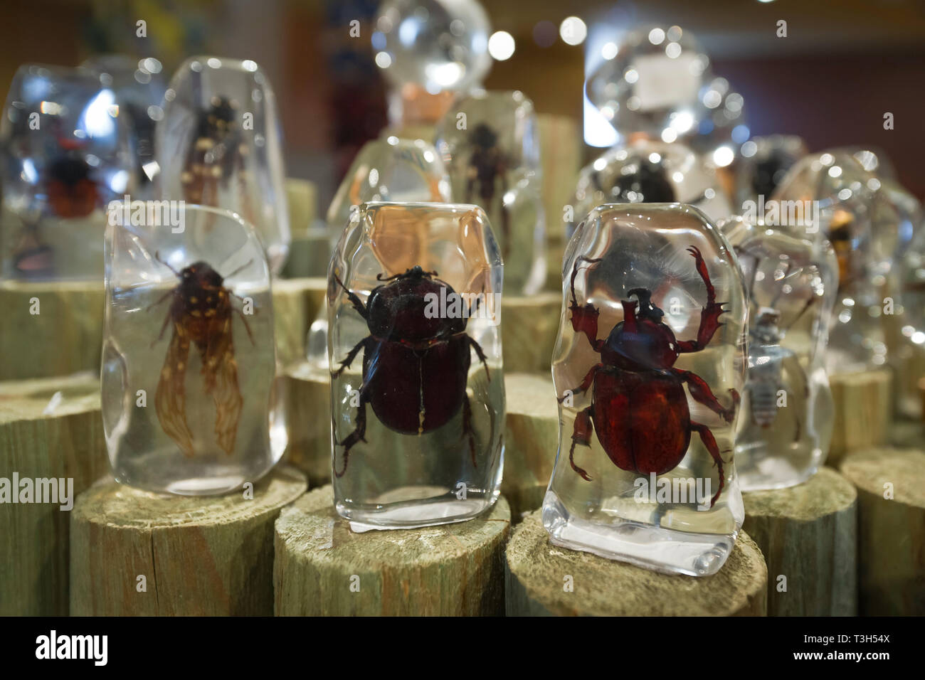 Niagara falls souvenir store hi-res stock photography and images - Alamy
