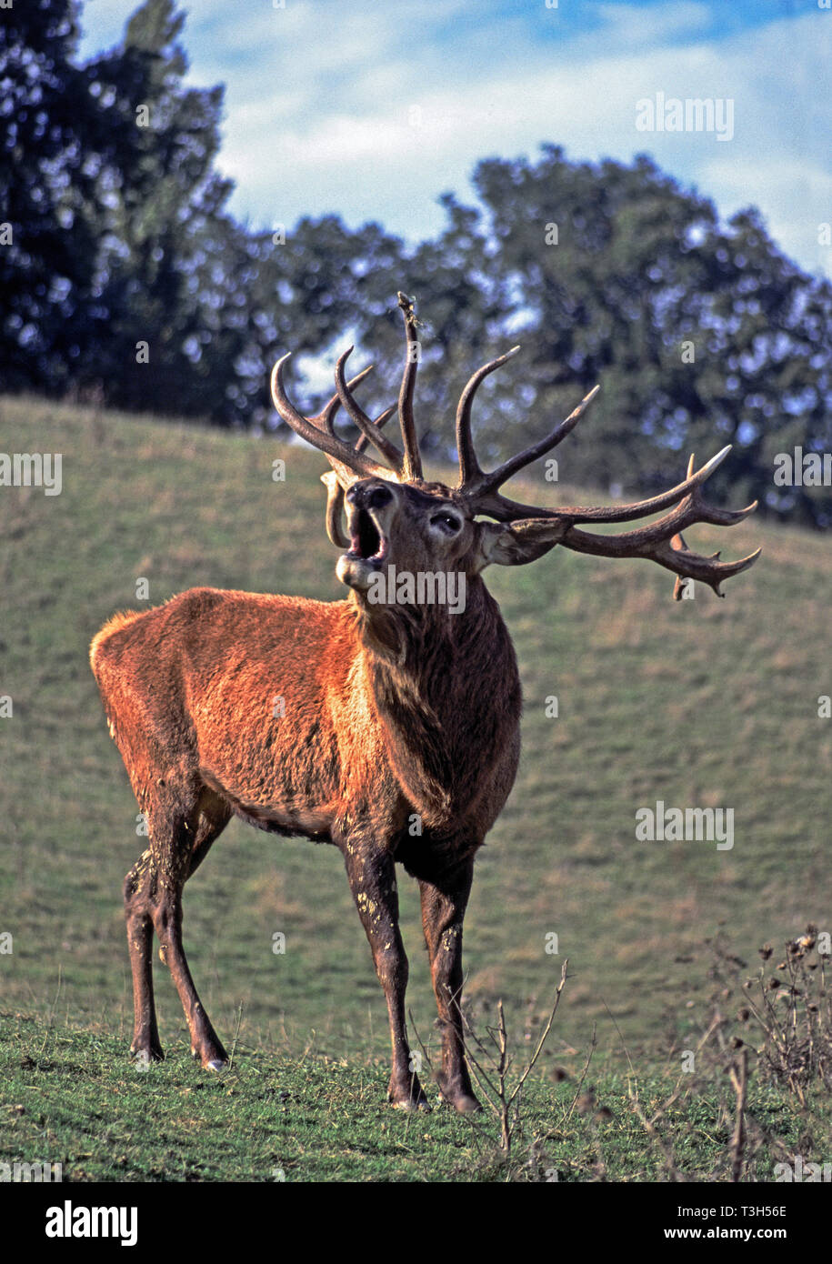Noble deer images hi-res stock photography and images - Alamy