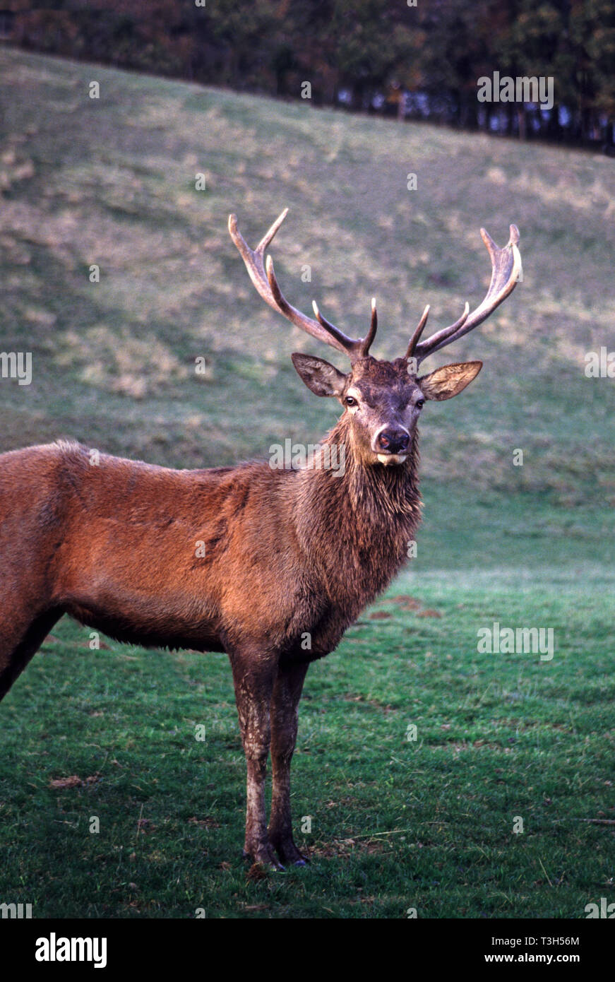 Red Deer (Cervus elaphus).Adult male in full antlers Stock Photo - Alamy