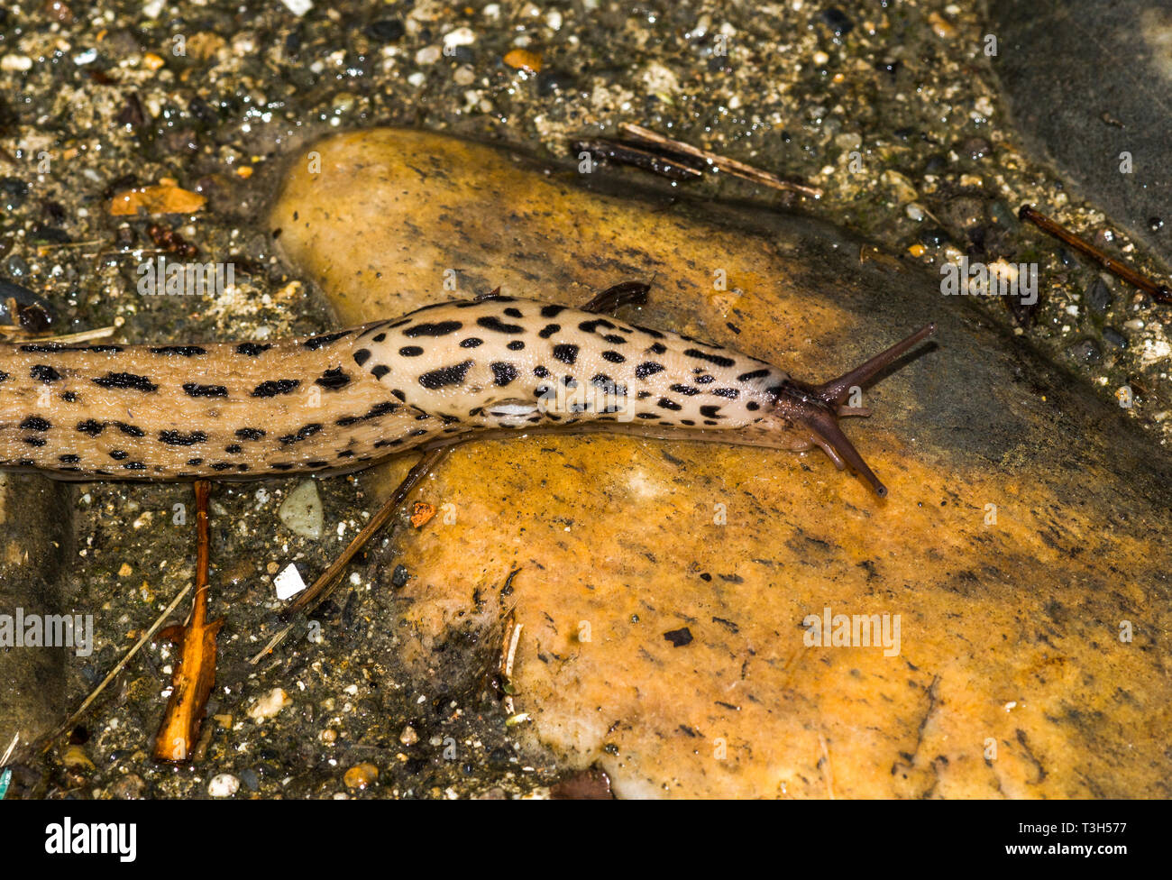 This Leopard Slug or Great Grey Slug (Limax maximus) is very well ...