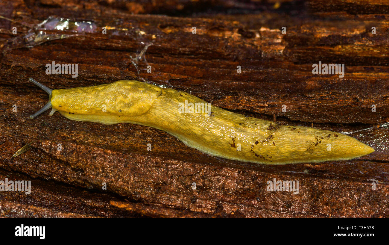 Mollusque pulmone terrestre hi-res stock photography and images - Alamy