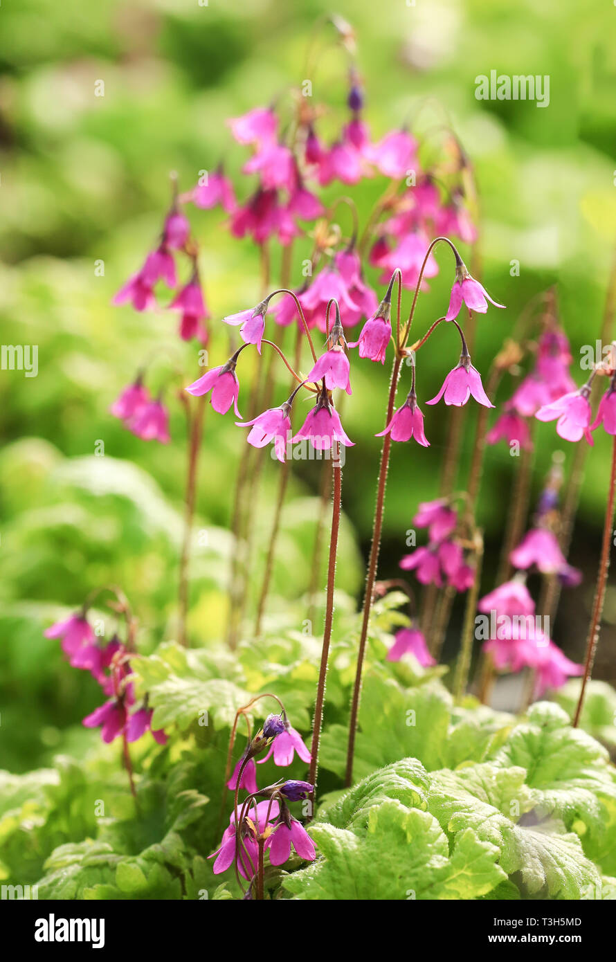 Cortusa matthiolii hi-res stock photography and images - Alamy