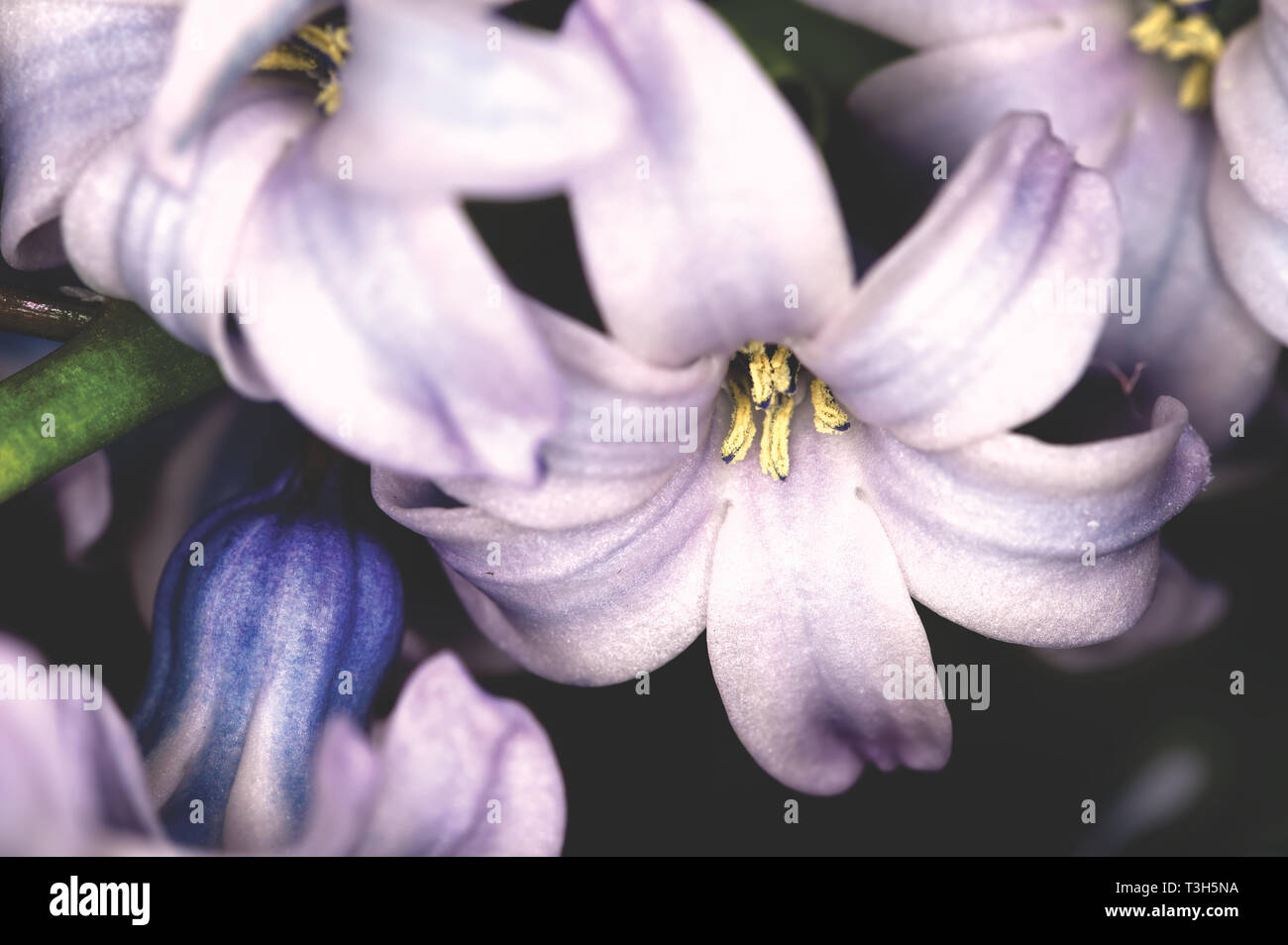 Violet hyacinth flower hi-res stock photography and images - Alamy