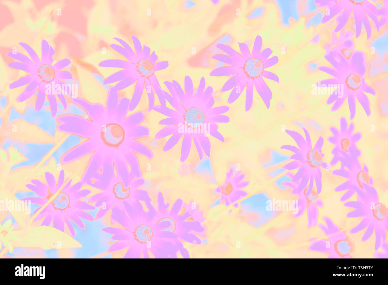 tropical pink flowers abstract tropical summer background Stock Photo ...