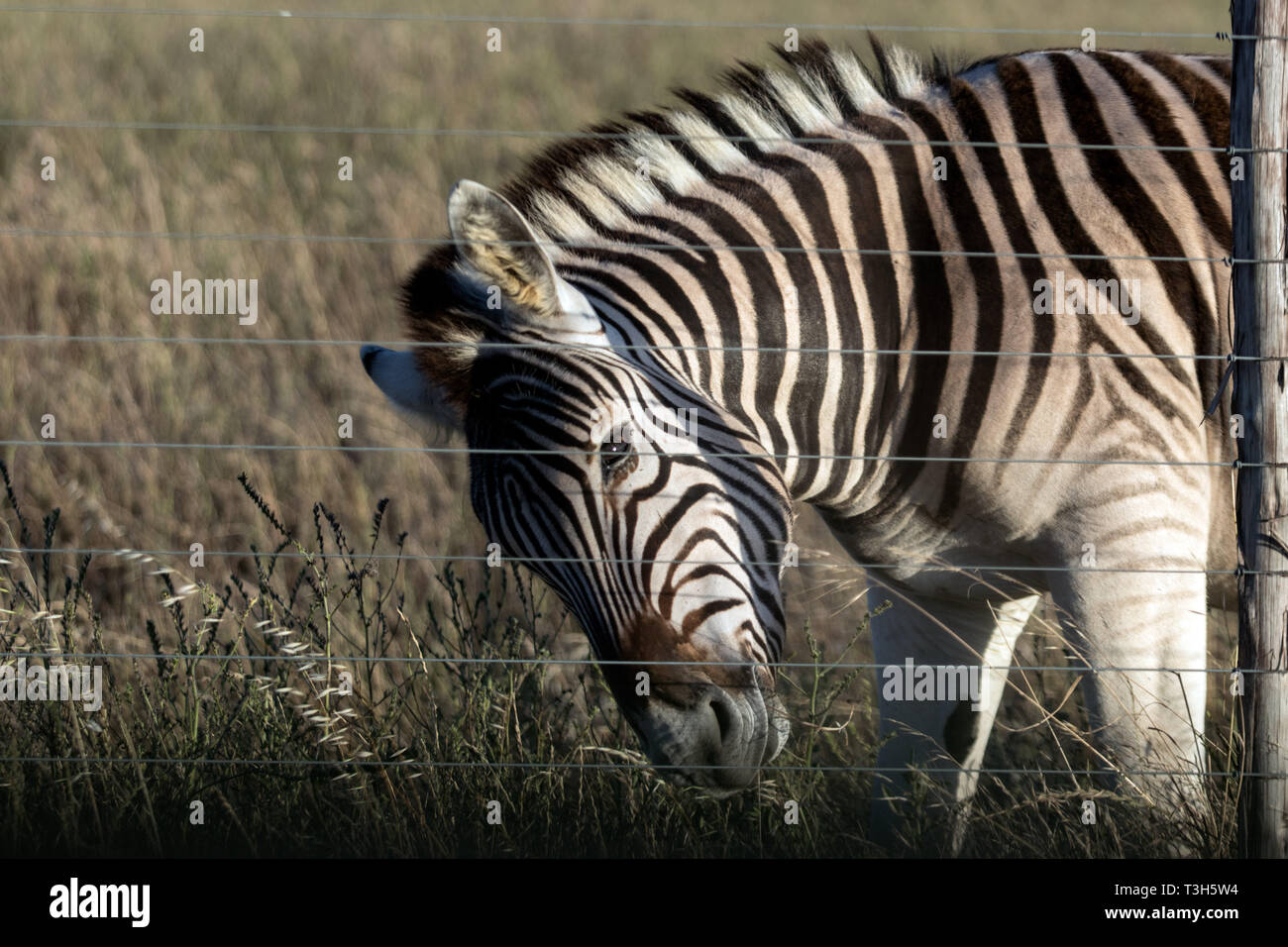 Zebra behind fence hi-res stock photography and images - Alamy
