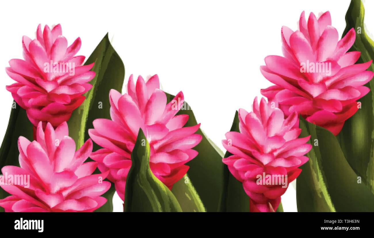 Pink ginger tropic flower Vector watercolor. Exotic banner summer ...