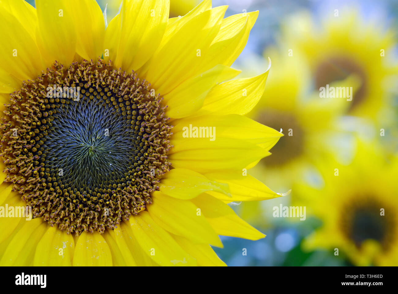 Detail of the sunflower field hi-res stock photography and images - Alamy