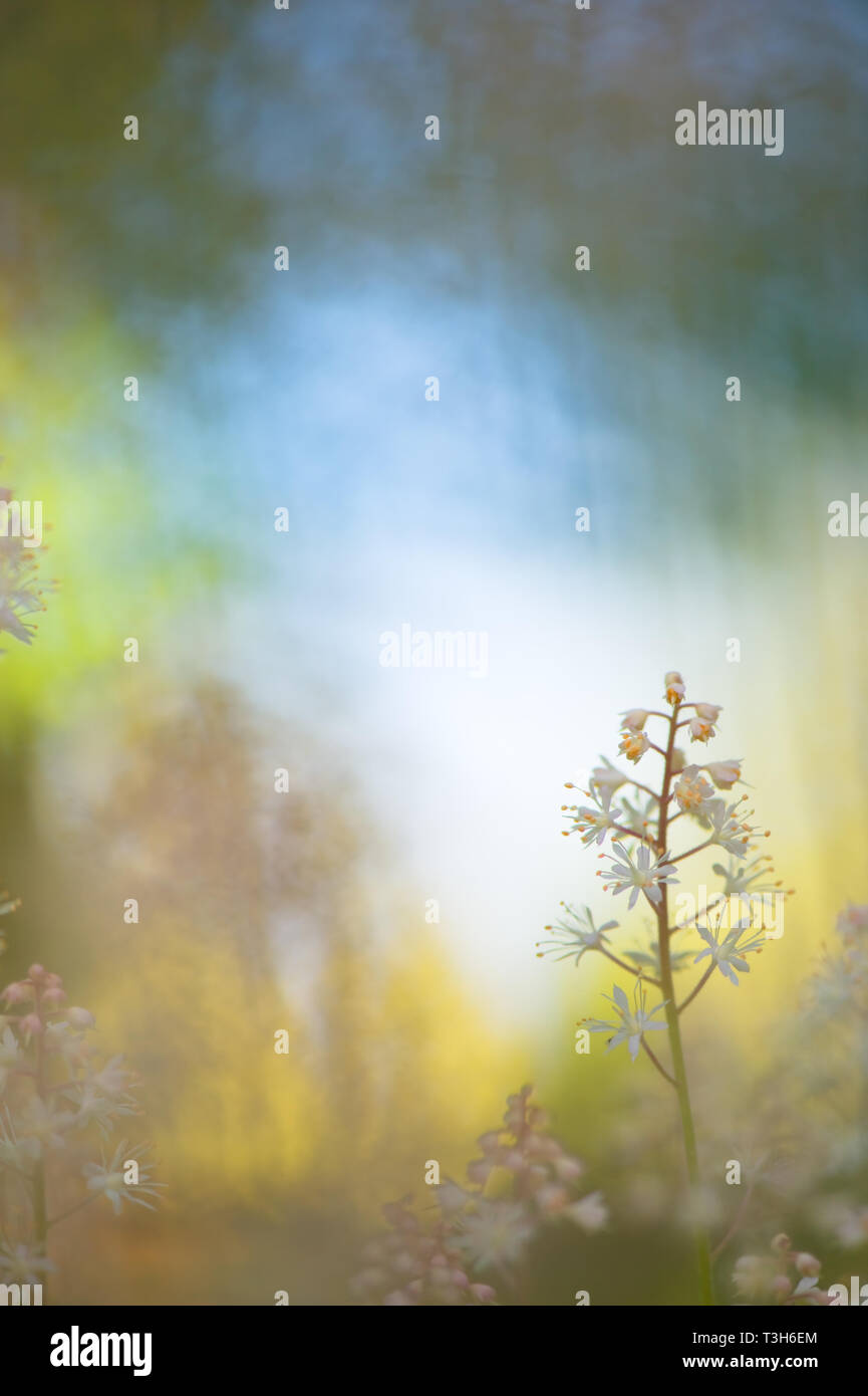 Tiarella hi-res stock photography and images - Alamy