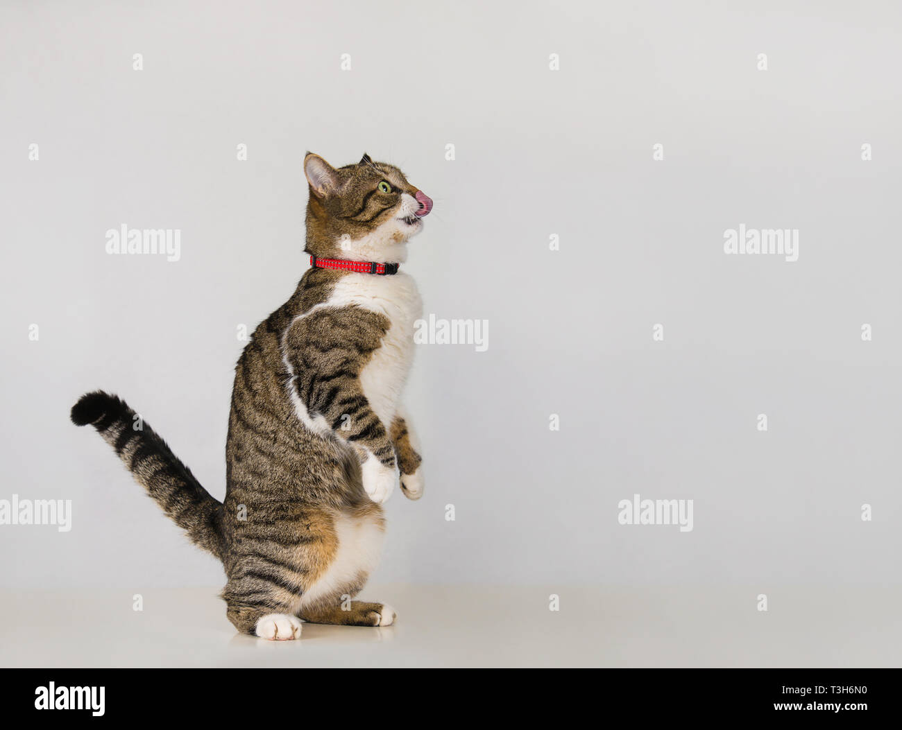 Cute Cat Standing Up