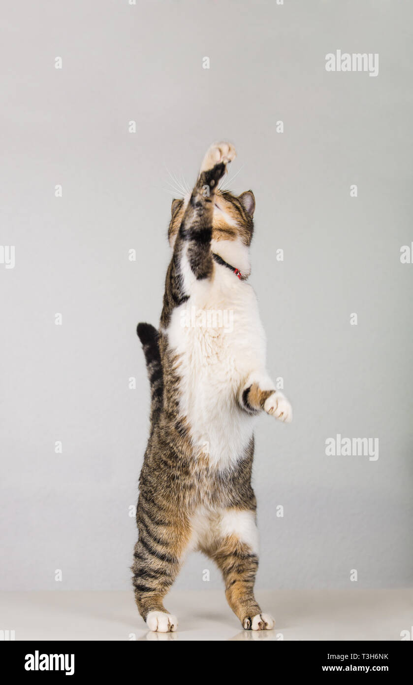 Full length portrait of playful cute cat standing up on hind paws ...