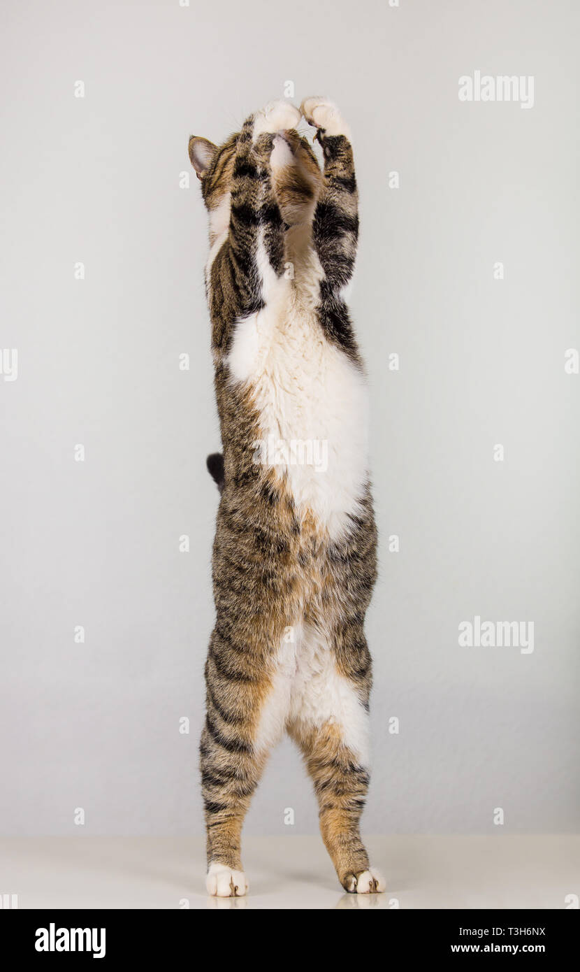 Full length portrait of playful cute cat standing up on hind paws ...