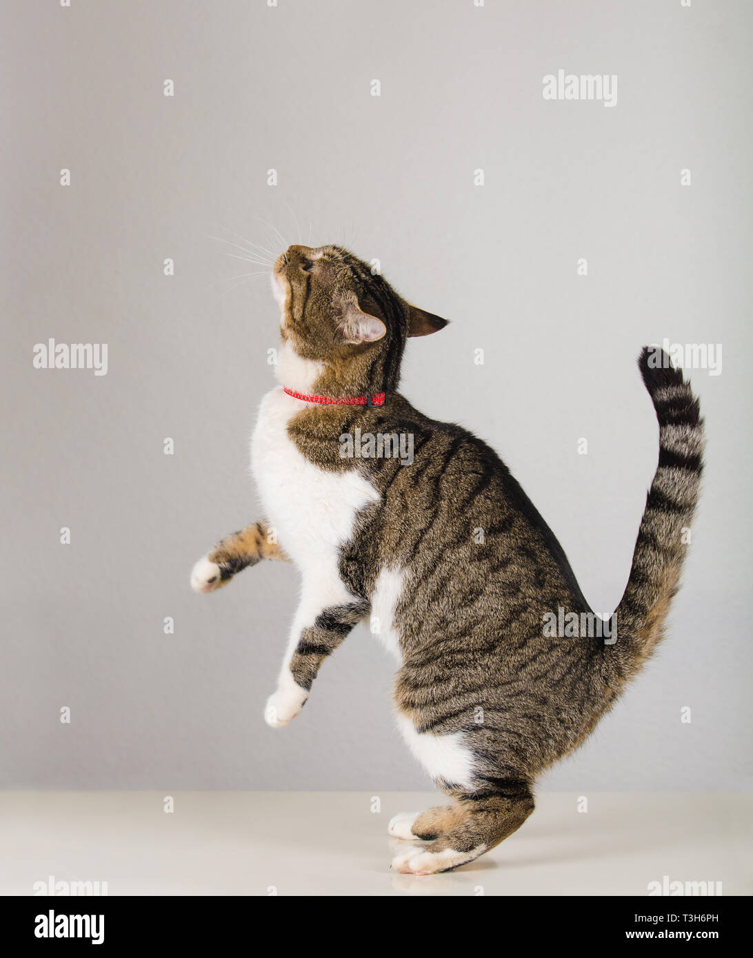 Side view full length portrait of playful cute cat standing up on hind ...