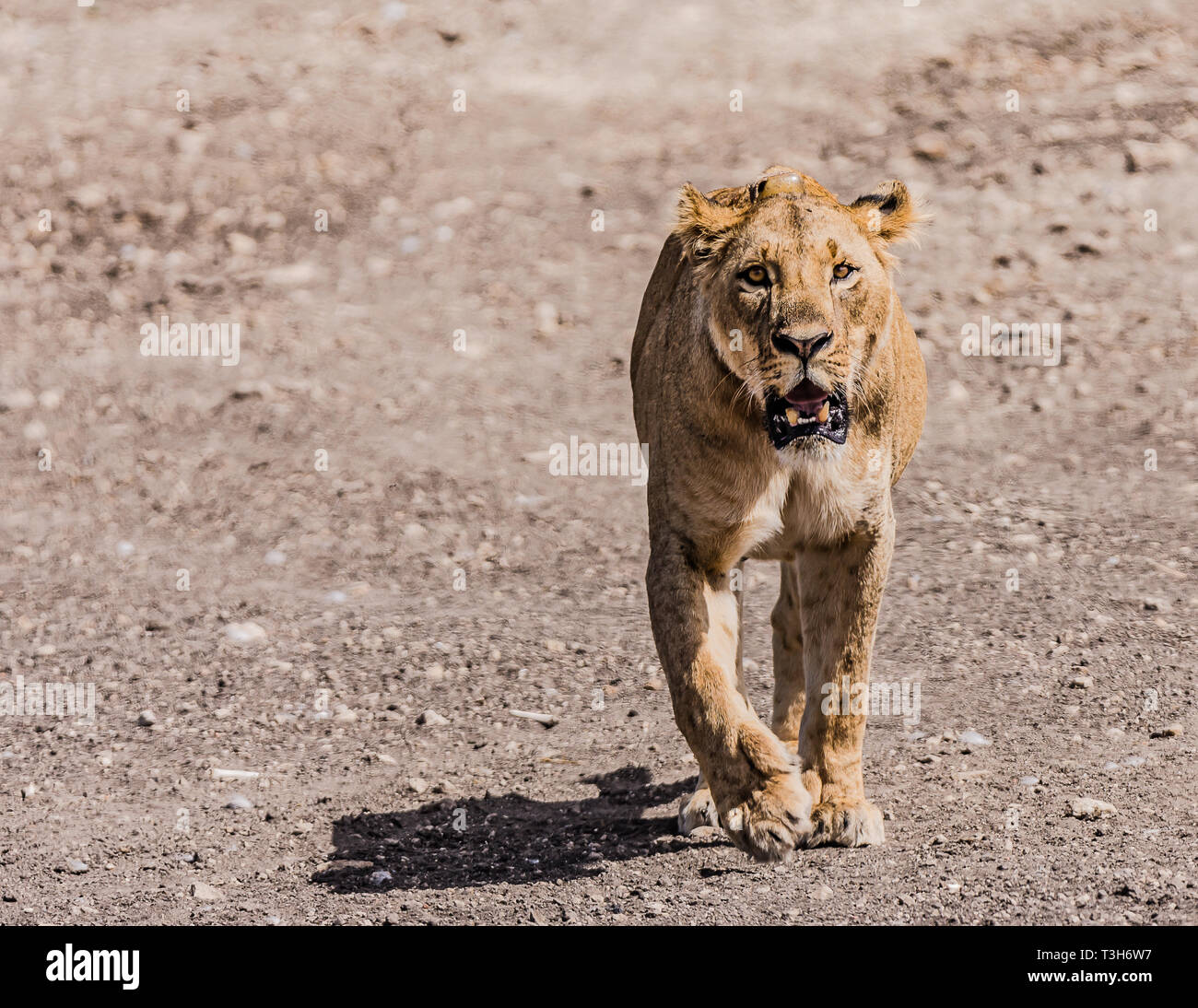 Lioness walking low angle with a shadow Stock Photo - Alamy
