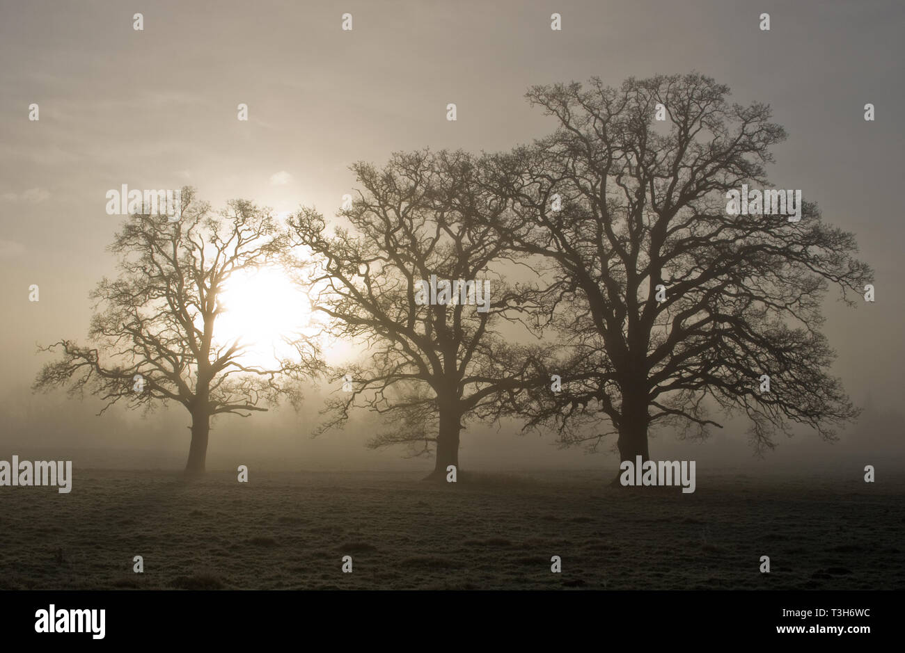 Adlestrop park hi-res stock photography and images - Alamy