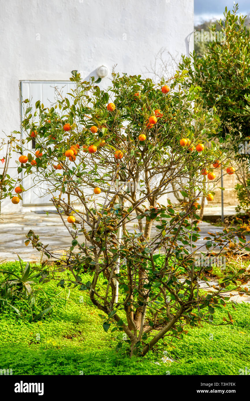 Tangerine tree hi-res stock photography and images - Alamy