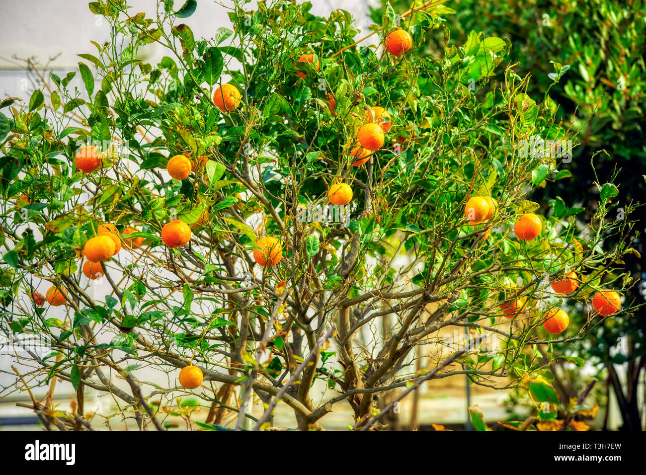 Tangerine tree hi-res stock photography and images - Alamy Tangerine tree hi-res stock photography and images - Alamy