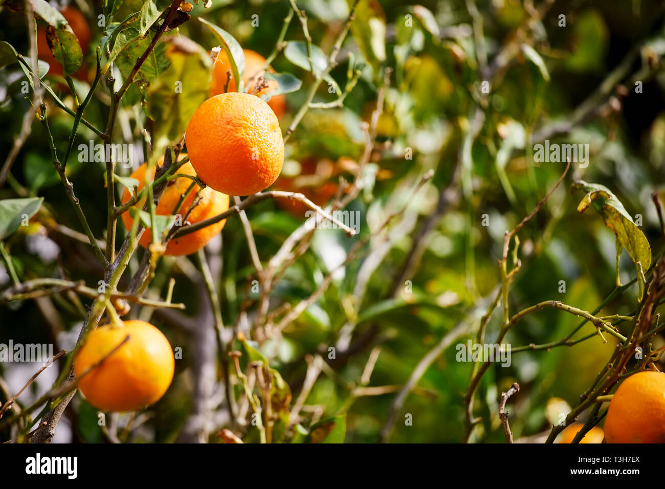 Tangerine tree hi-res stock photography and images - Alamy