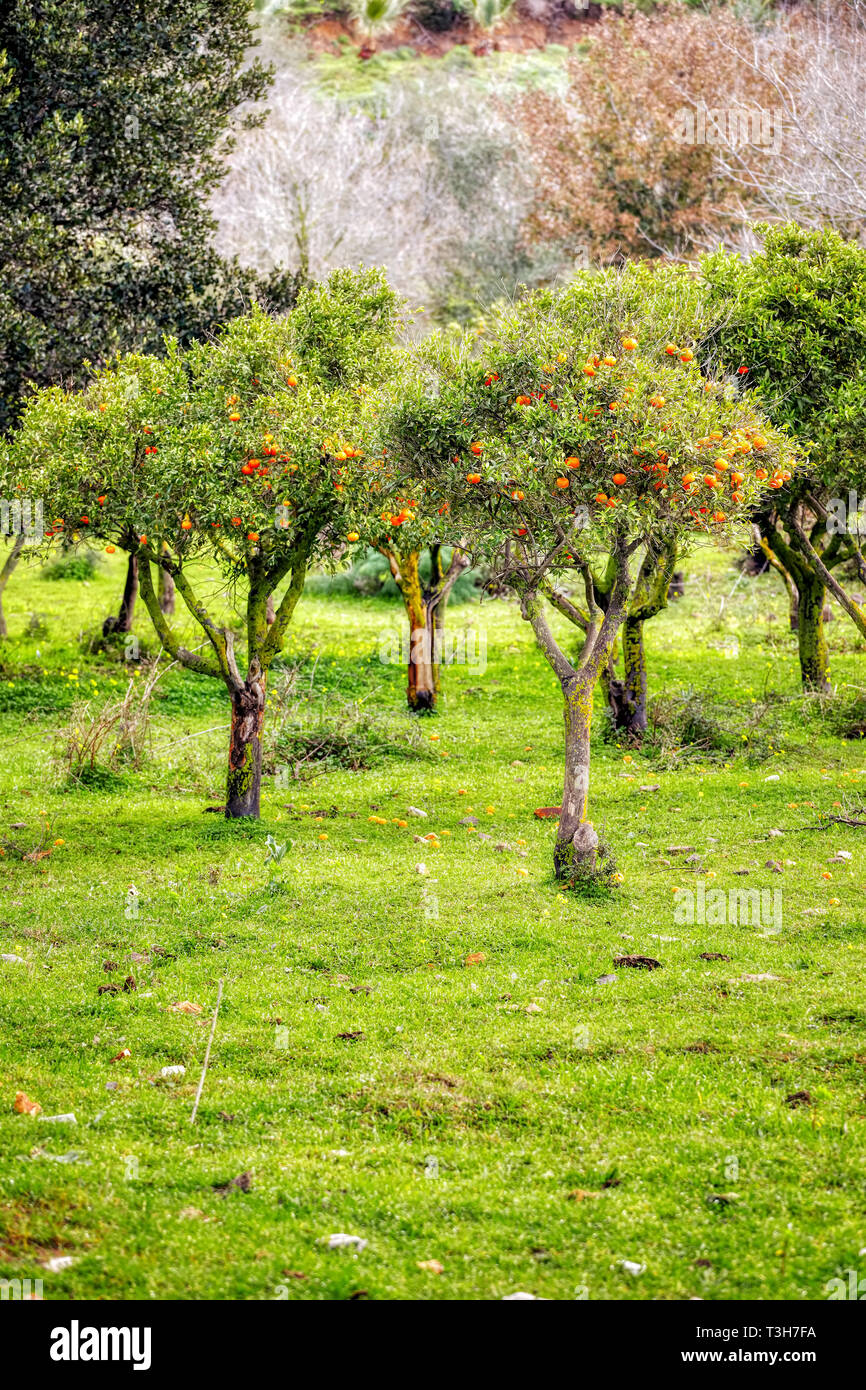 Tangerine trees hi-res stock photography and images - Alamy