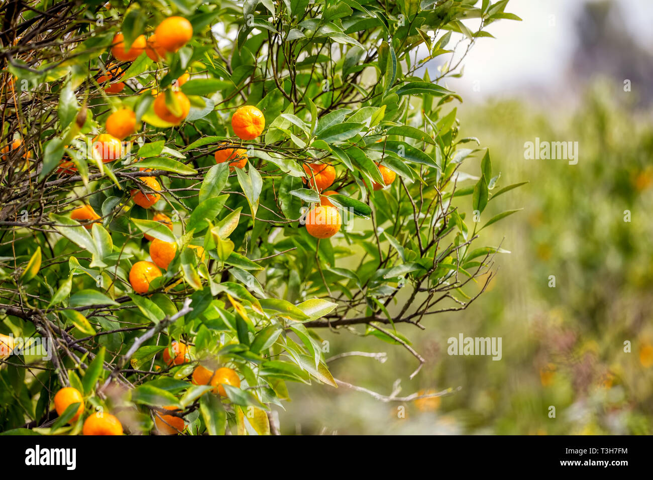 Tangerine tree fruit on branches hi-res stock photography and images ...