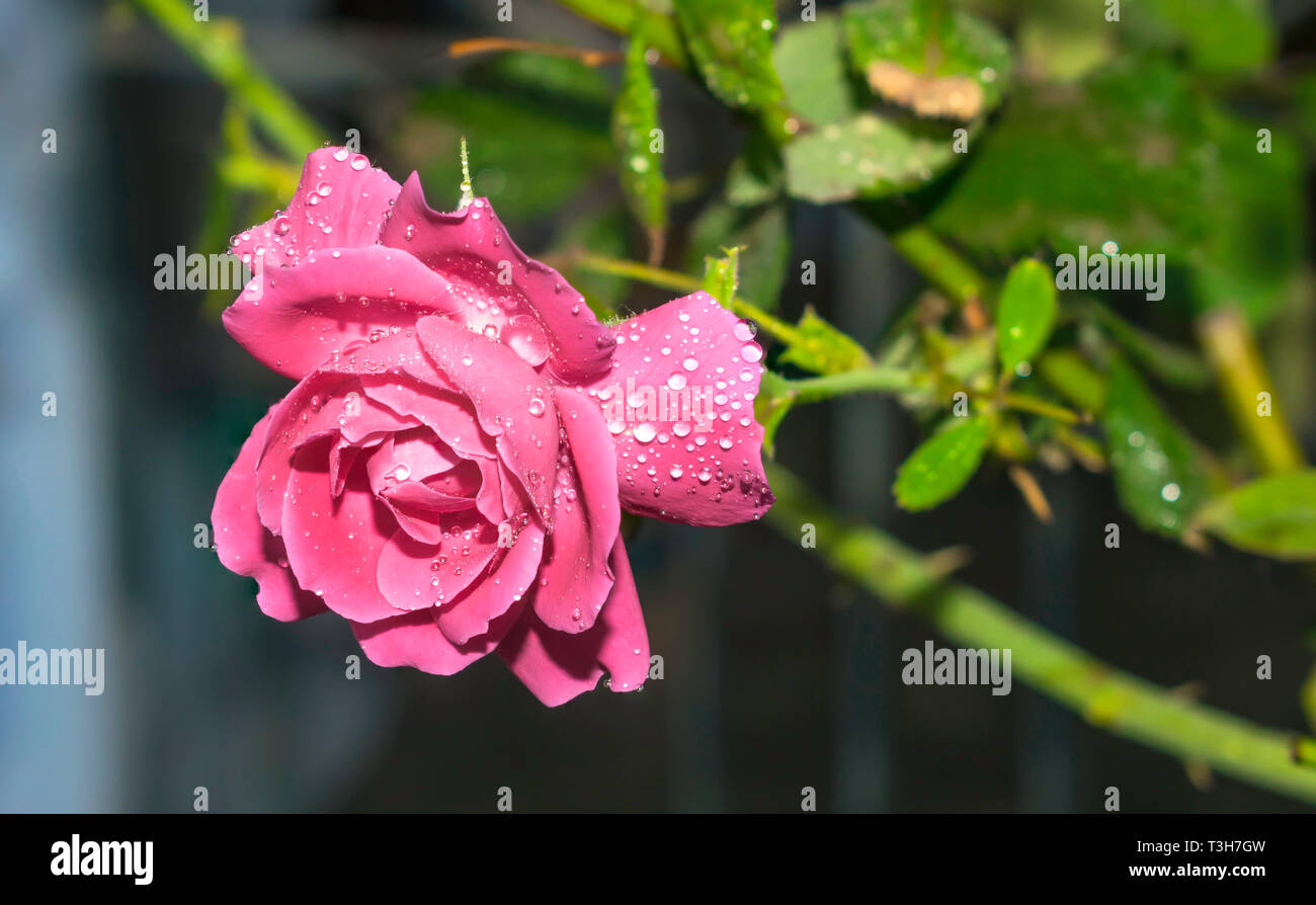 Pastel water drop hi-res stock photography and images - Alamy