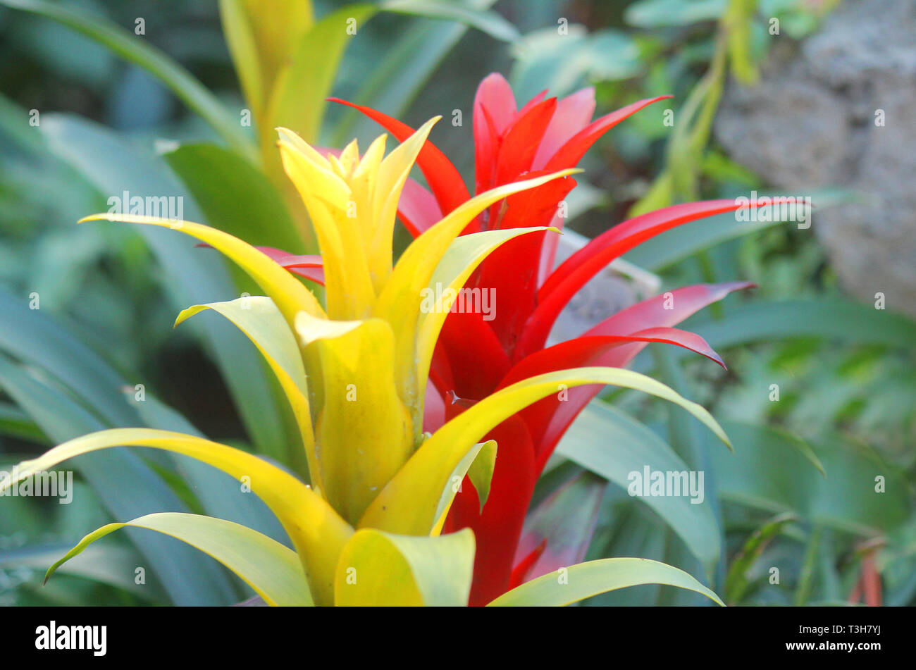Guzmania flower hi-res stock photography and images - Alamy