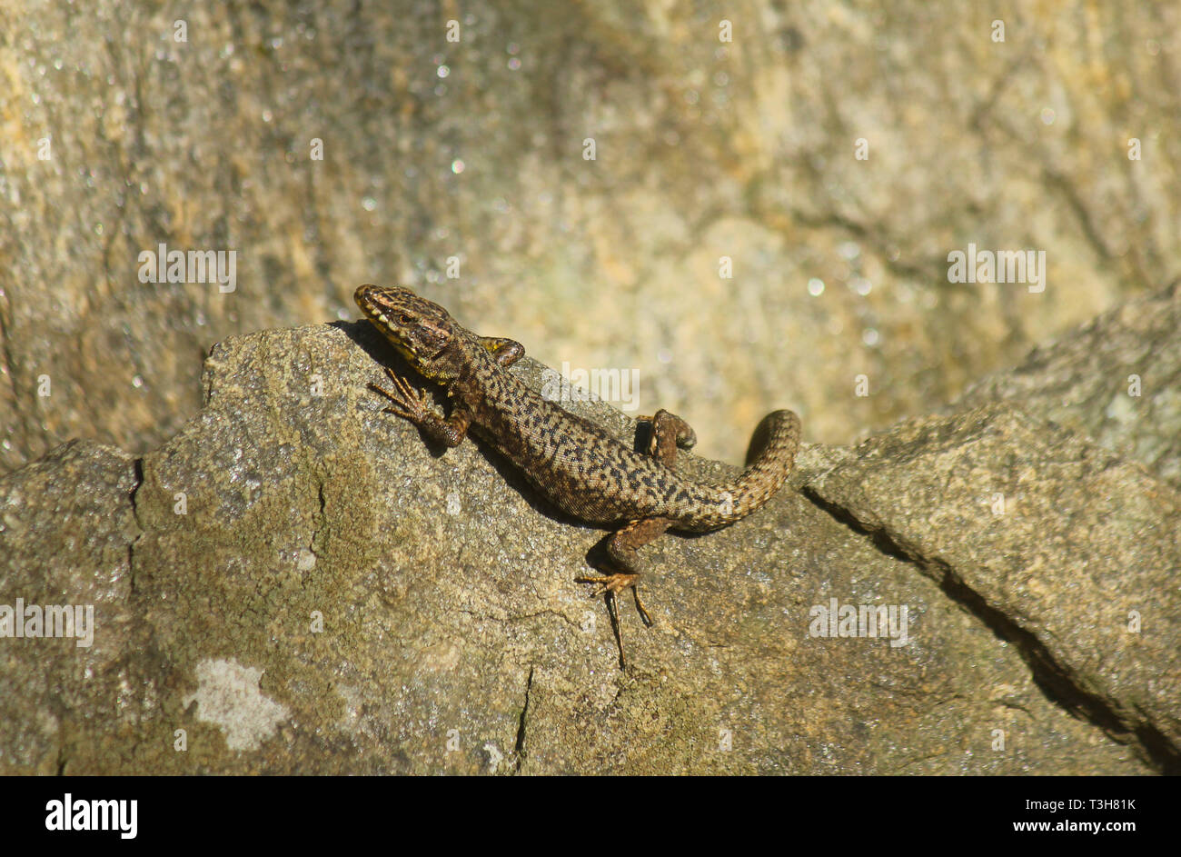 Lizard on the rocks hi-res stock photography and images - Alamy