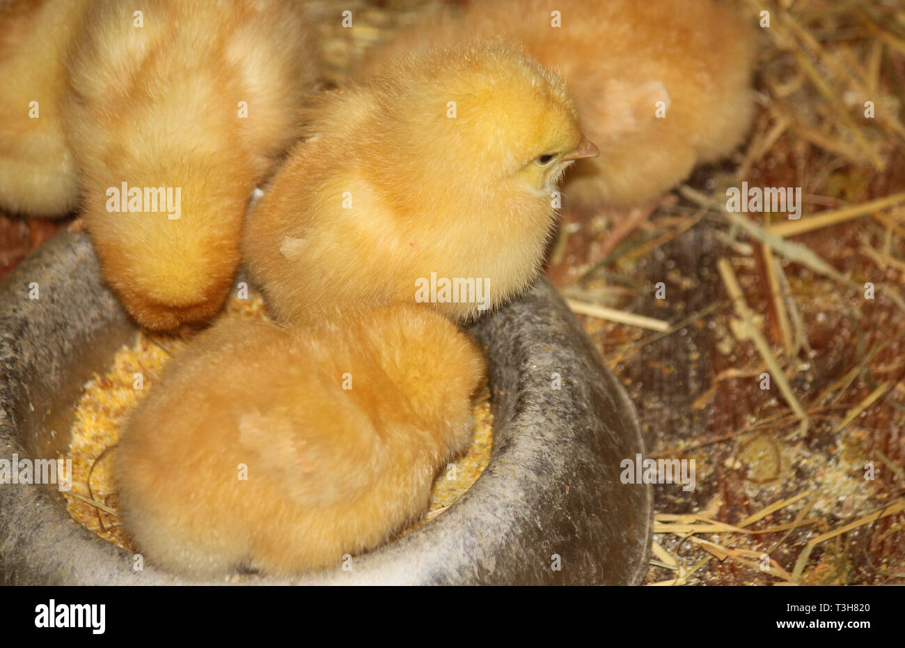 Chicks eating hi-res stock photography and images - Alamy