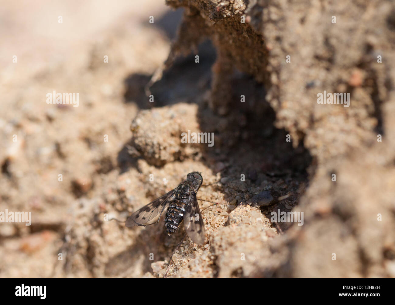 Sand Bee Parasite High Resolution Stock Photography and Images - Alamy