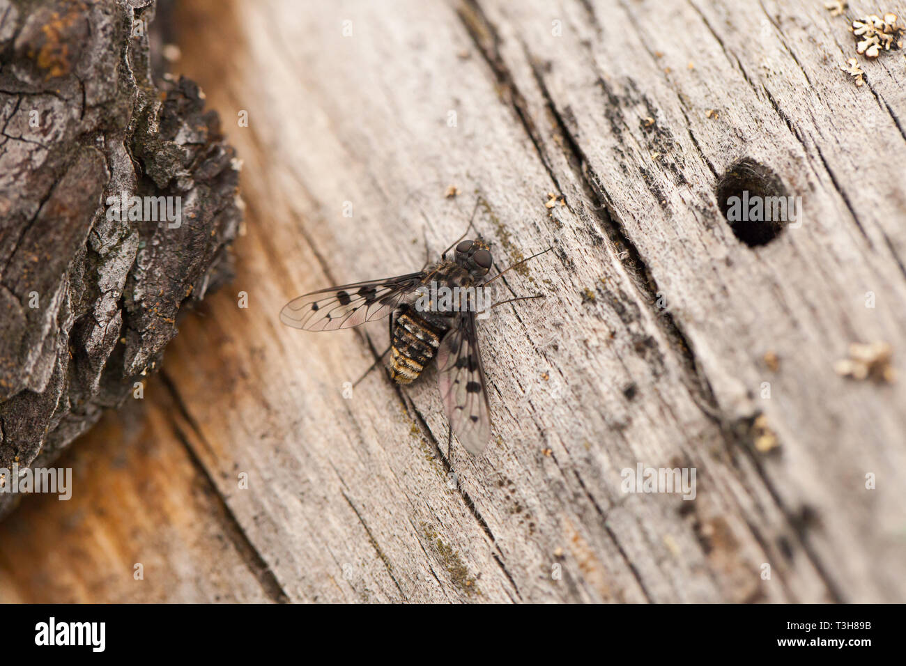 Sand Bee Parasite High Resolution Stock Photography and Images - Alamy