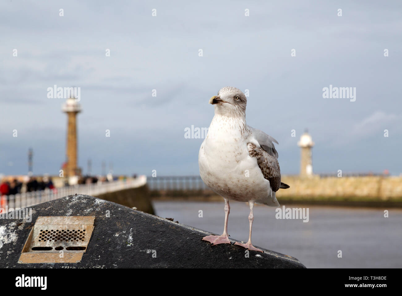 A seagull at Whitby in North Yorkshire Stock Photo - Alamy