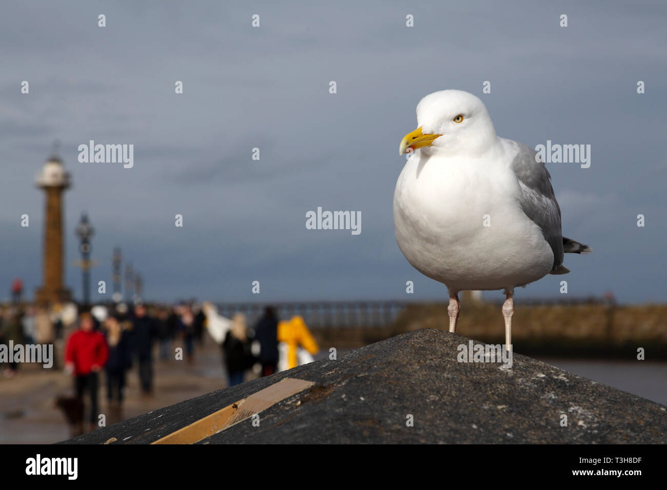 A seagull at Whitby in North Yorkshire Stock Photo - Alamy