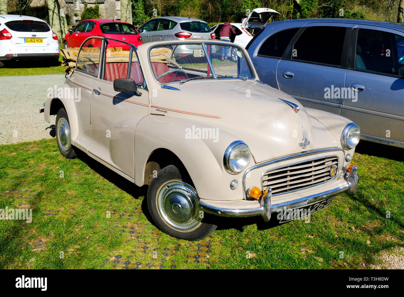 Outdoor view of the classic Morris Minor 1000 convertible, designed by ...