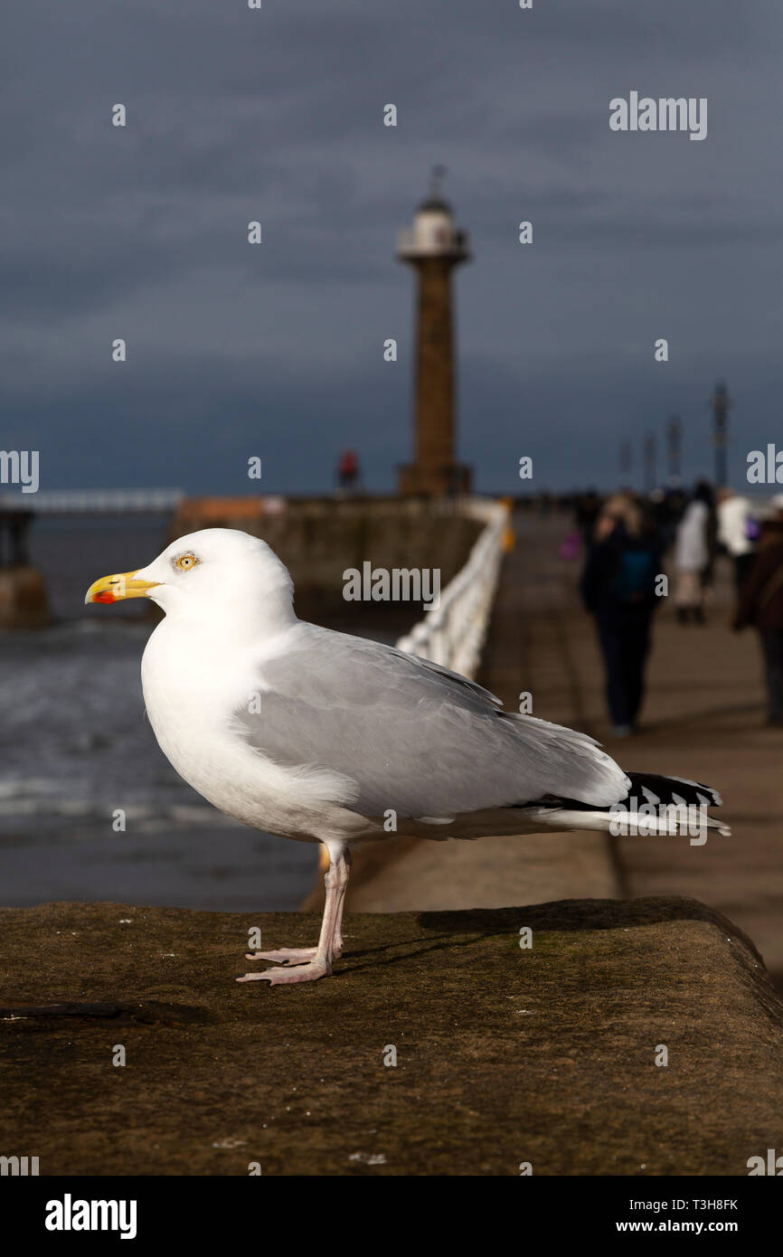 A seagull at Whitby in North Yorkshire Stock Photo - Alamy