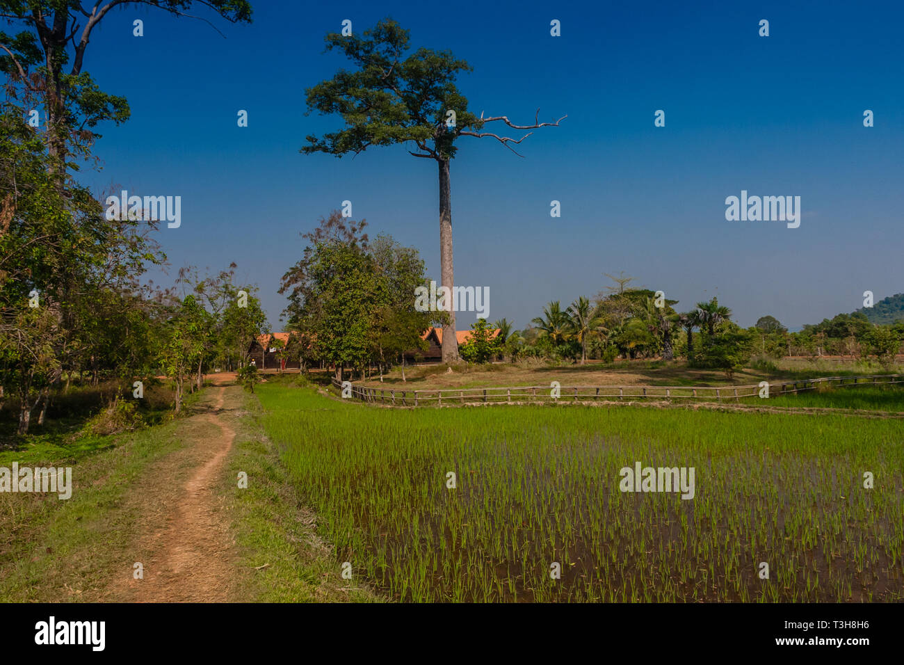 Rice field cambodia hi-res stock photography and images - Alamy