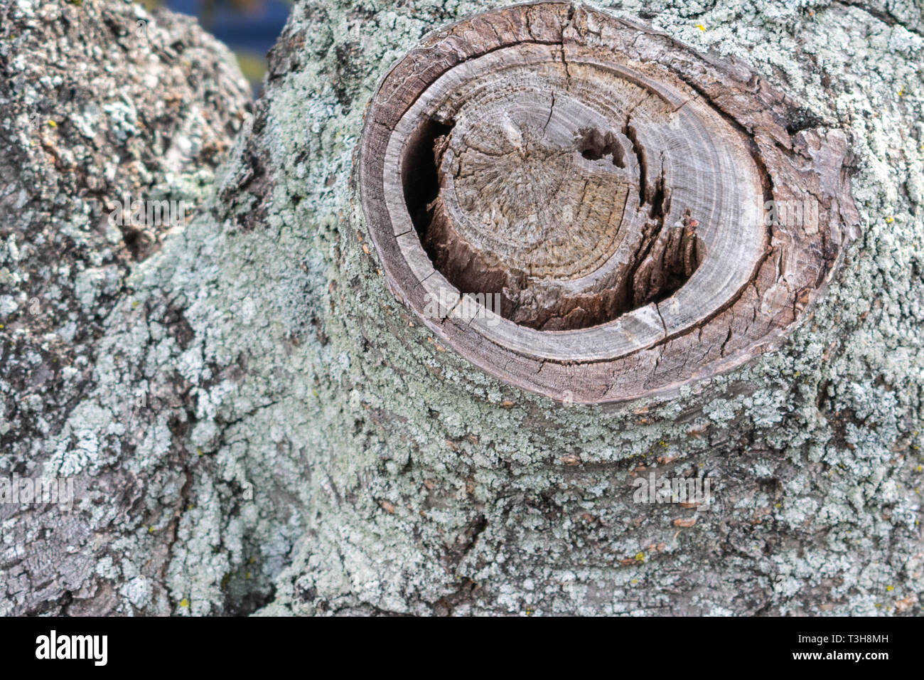 Texture of the bark of a tree with two knot holes Stock Photo - Alamy