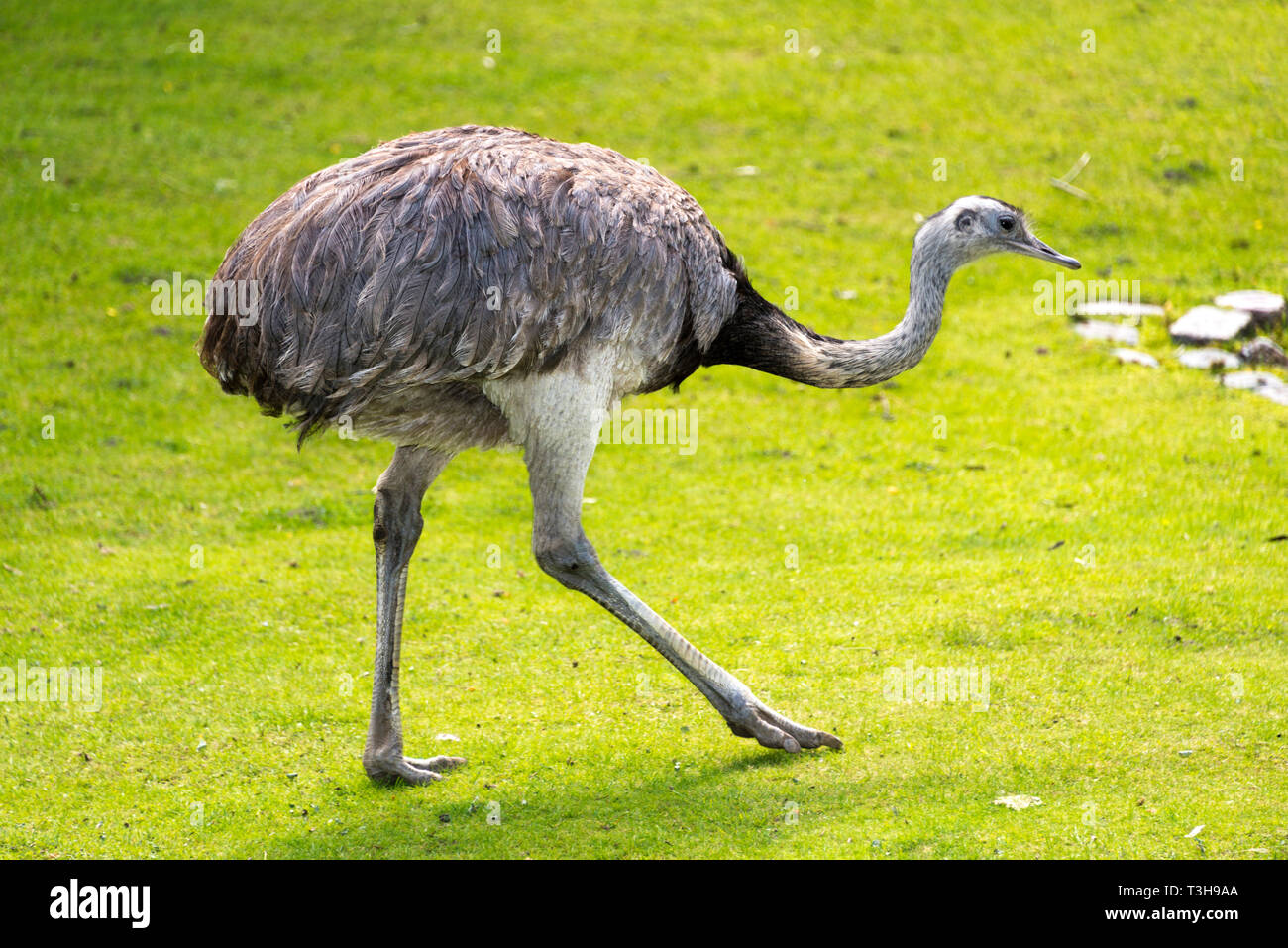 Greater Rhea (Rhea americana Stock Photo - Alamy