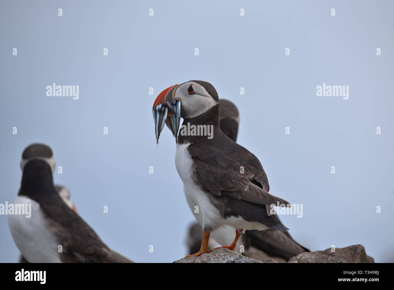 Puffins legs hi-res stock photography and images - Alamy