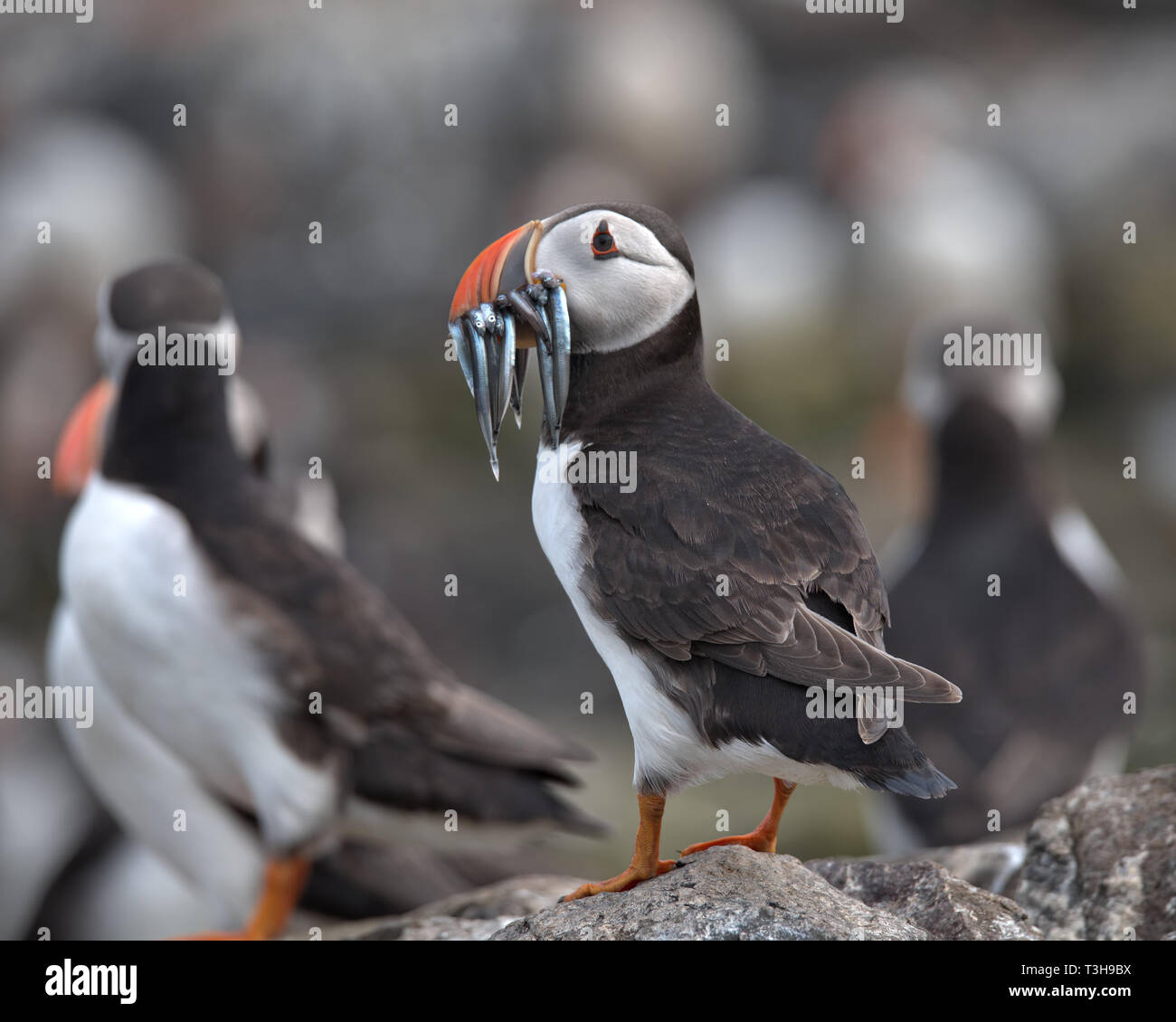 Puffins on the Farnes Stock Photo - Alamy