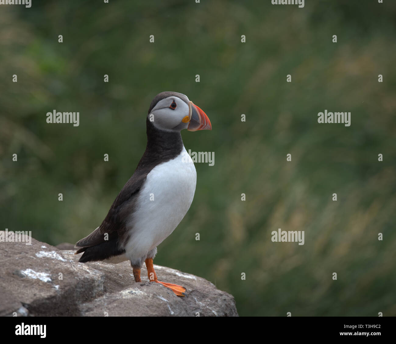 Coast coastal wildlife puffins hi-res stock photography and images - Alamy