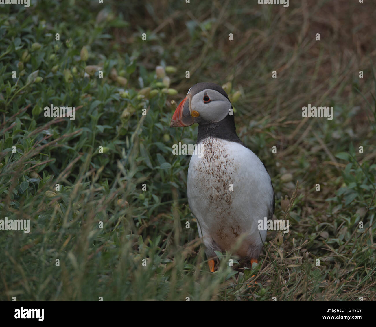Puffins legs hi-res stock photography and images - Alamy