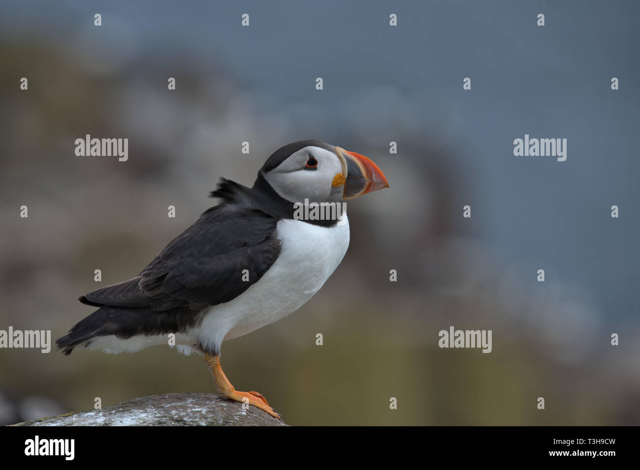 Puffins legs hi-res stock photography and images - Alamy