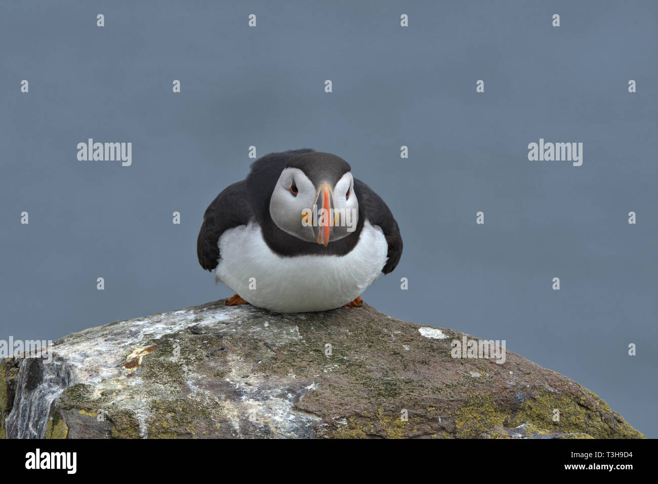 Puffins legs hi-res stock photography and images - Alamy