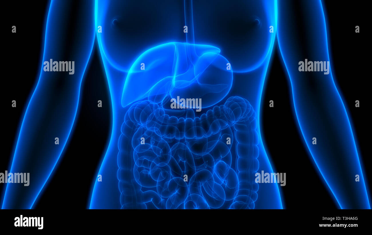 Human Liver Anatomy Stock Photo - Alamy